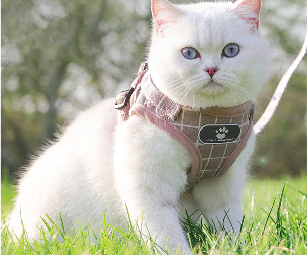 Taking Your Pets Out Without the Hassle: The Complete Guide to Feeding ...